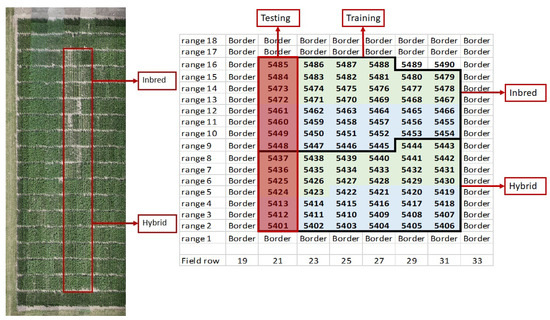 Advancing Tassel Detection and Counting: Annotation and Algorithms