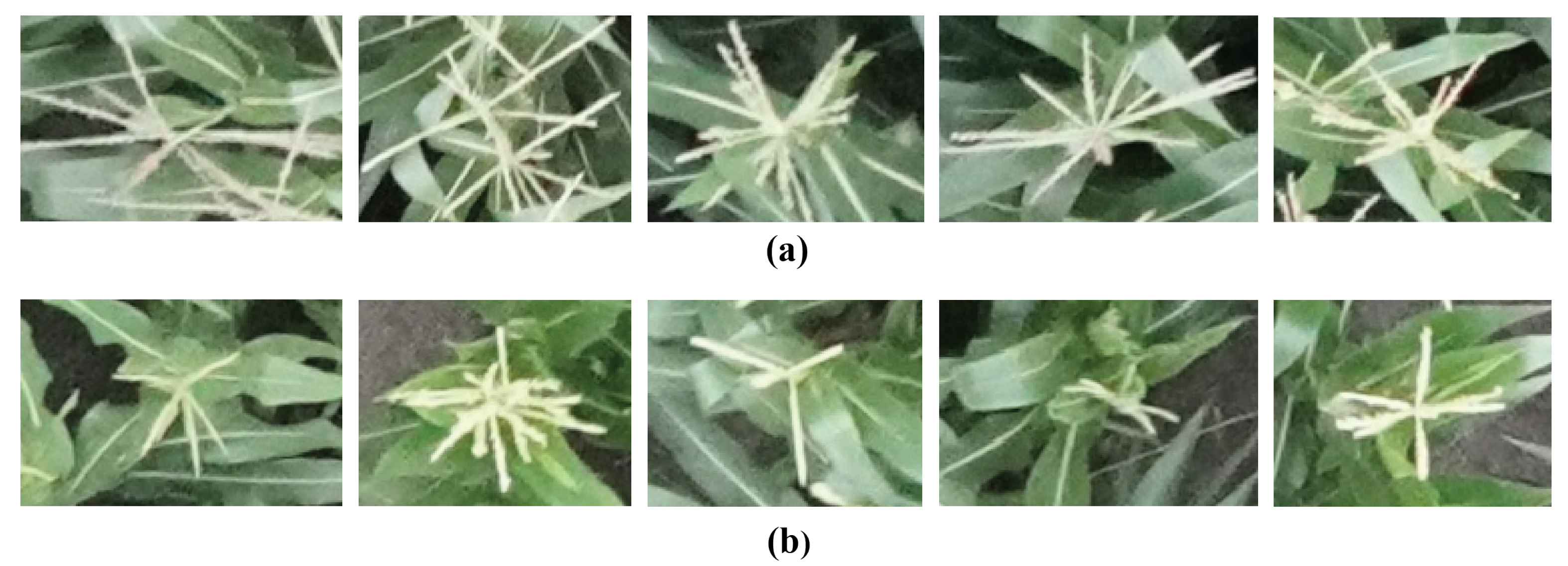 Advancing Tassel Detection and Counting: Annotation and Algorithms