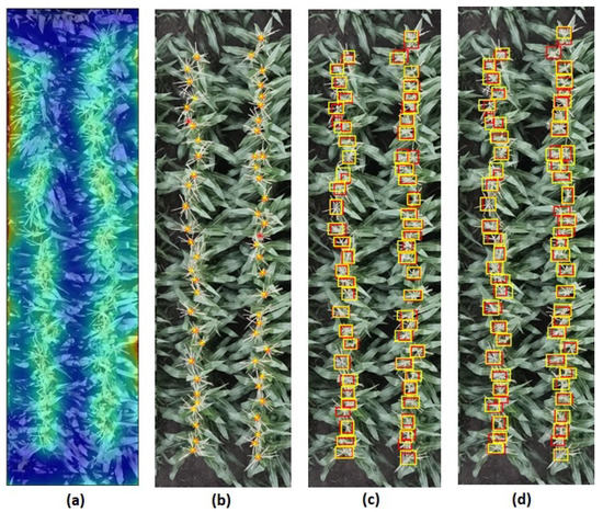 Remote Sensing | Free Full-Text | Advancing Tassel Detection and Counting: Annotation and Algorithms