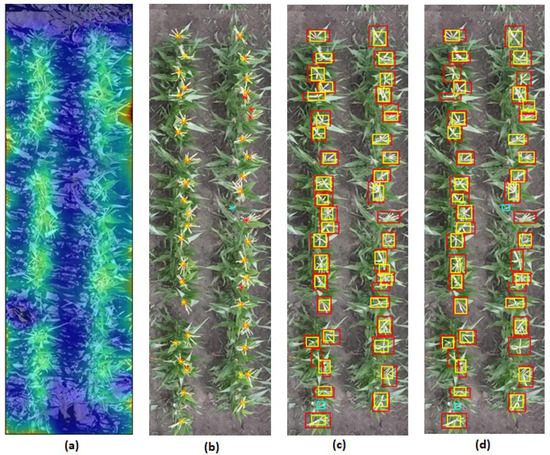 Advancing Tassel Detection and Counting: Annotation and Algorithms