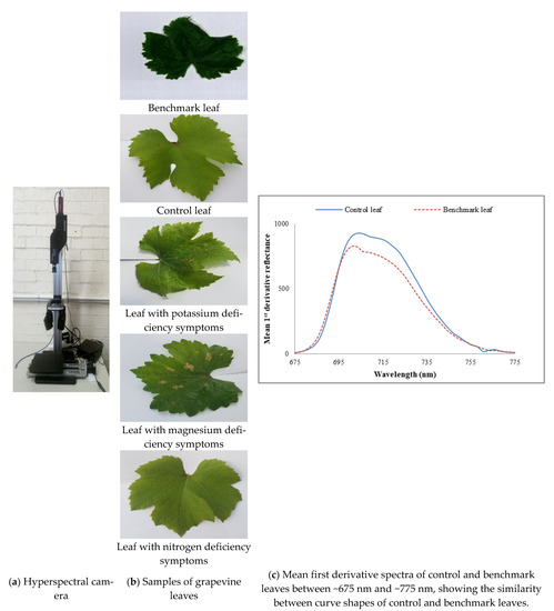 Remote Sensing | Free Full-Text | Identifying Individual Nutrient Deficiencies of Grapevine ...