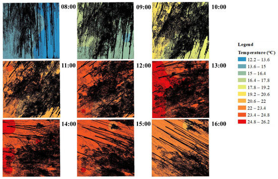 Influence of Scale Effect of Canopy Projection on Understory ...