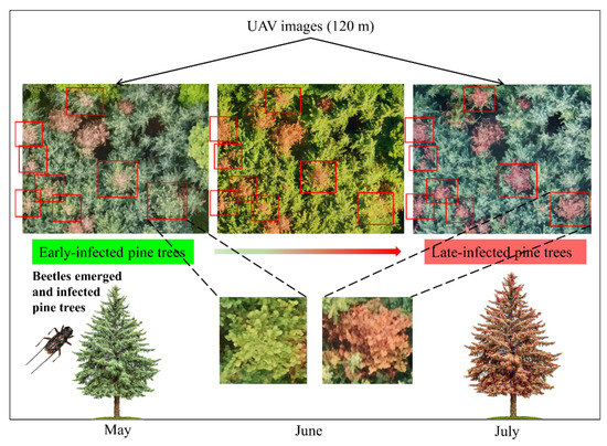 Three-Dimensional Convolutional Neural Network Model for Early Detection of Pine Wilt Disease ...