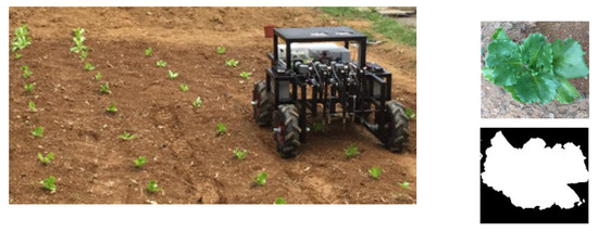 Deep Neural Networks to Detect Weeds from Crops in Agricultural ...