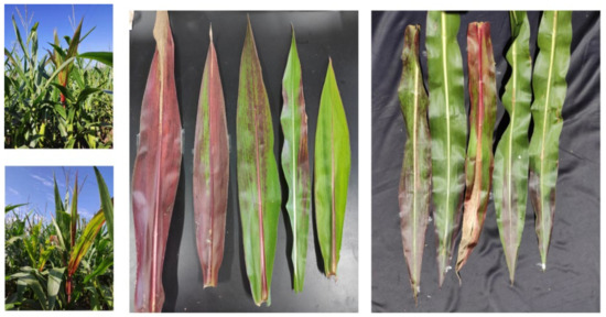 Identification and Severity Monitoring of Maize Dwarf Mosaic Virus ...