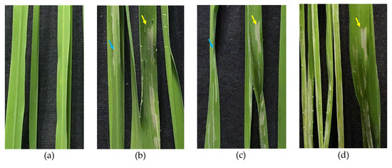 Remote Sensing | Free Full-Text | Detection and Classification of Rice ...