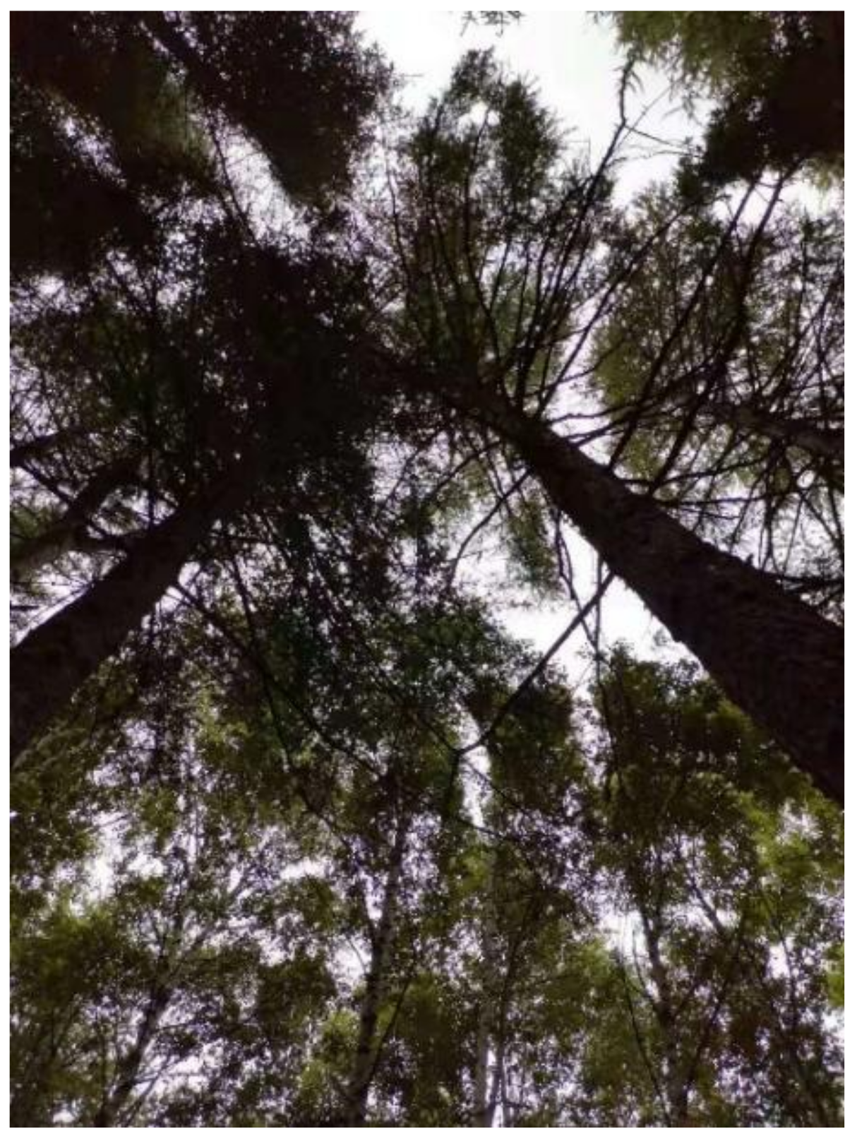 Classification of Typical Tree Species in Laser Point Cloud Based on ...