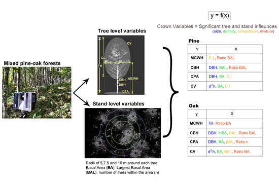 Remote Sensing | Free Full-Text | Quantifying Crown Morphology of Mixed ...
