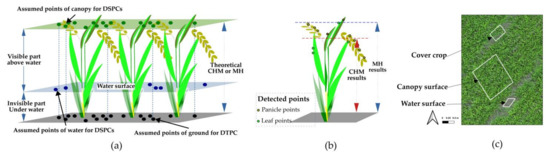 Remote Sensing | Free Full-Text | Rice Height Monitoring between ...