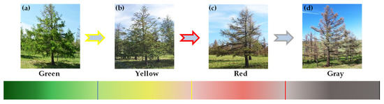 Detection of Larch Forest Stress from Jas’s Larch Inchworm (Erannis ...