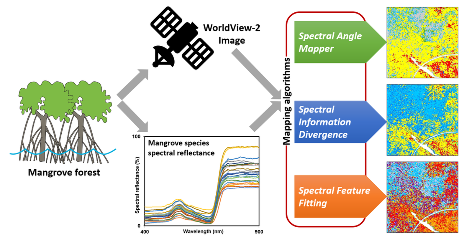 Remote Sensing | Free Full-Text | Spectral Reflectance-Based Mangrove Species Mapping from ...