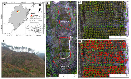 Comparison of Classical Methods and Mask R-CNN for Automatic Tree ...