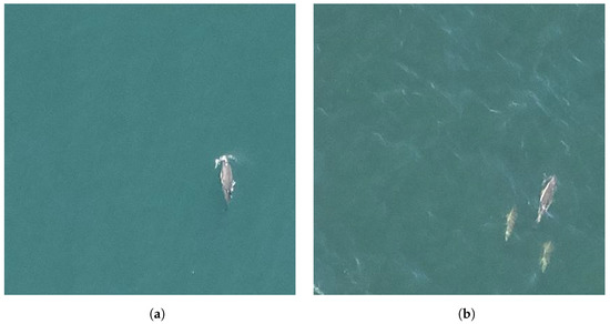 Weakly Supervised Detection of Marine Animals in High Resolution Aerial ...