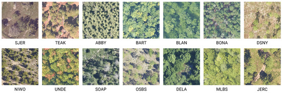 Transformer for Tree Counting in Aerial Images