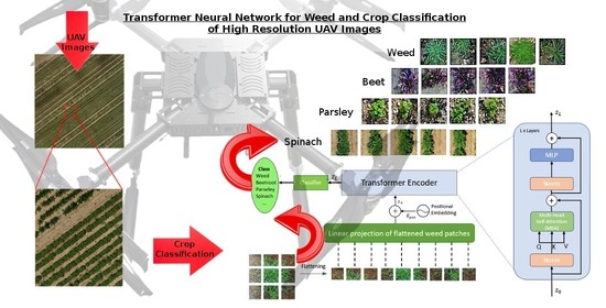 Remote Sensing | Free Full-Text | Transformer Neural Network for Weed ...