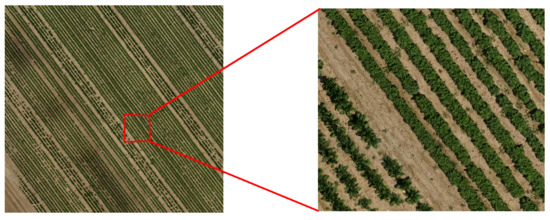 Remote Sensing | Free Full-Text | Transformer Neural Network for Weed ...
