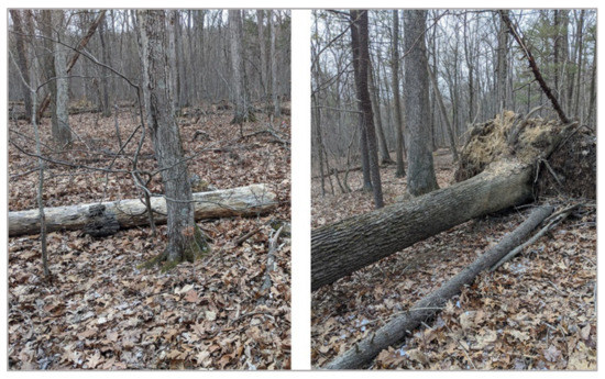 Remote Sensing | Free Full-Text | A Voxel-Based Individual Tree Stem ...