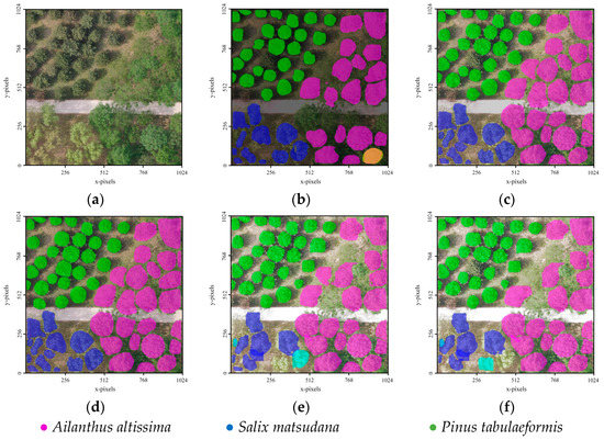 Multi-Species Individual Tree Segmentation and Identification Based on ...