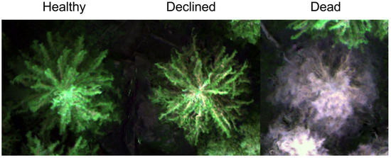 Multispectral Imagery Provides Benefits for Mapping Spruce Tree Decline ...