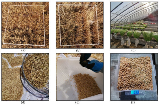 Remote Sensing | Free Full-Text | Prediction of Field-Scale Wheat Yield Using Machine Learning ...