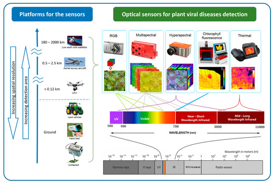 Plant Viral Disease Detection: From Molecular Diagnosis to Optical ...