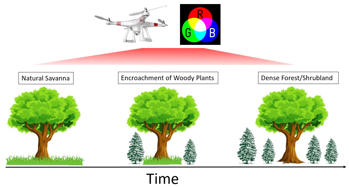 Remote Sensing | Free Full-Text | Woody Plant Encroachment: Evaluating ...