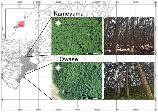 Integrating UAV-SfM and Airborne Lidar Point Cloud Data to Plantation ...