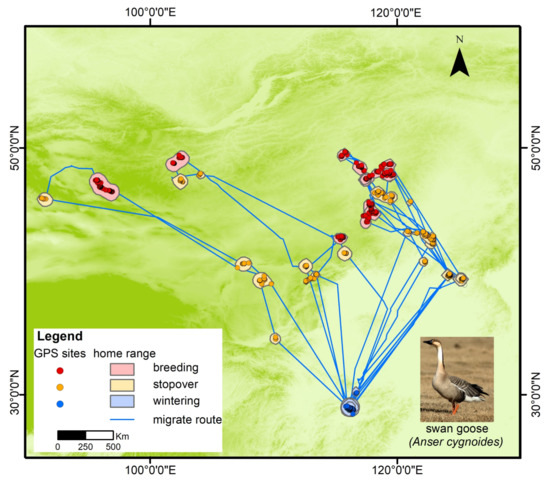 Potential Habitats and Their Conservation Status for Swan Geese (Anser ...
