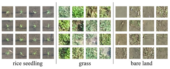 Rice Seedling Detection in UAV Images Using Transfer Learning and ...