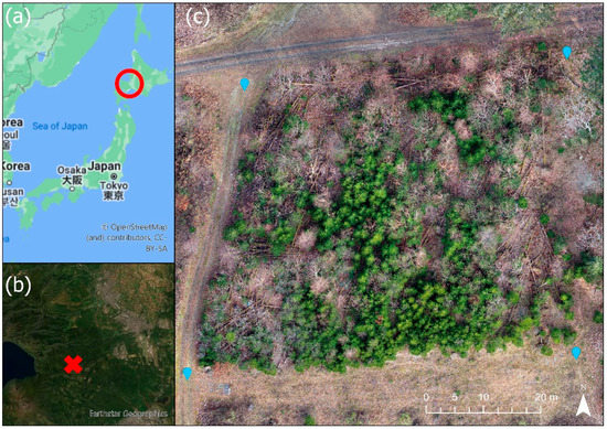 UAV Video-Based Approach to Identify Damaged Trees in Windthrow Areas