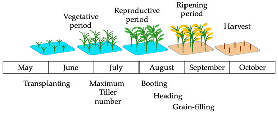 Rice Crop Monitoring Using Sentinel-1 SAR Data: A Case Study in Saku, Japan