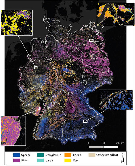 Mapping Dominant Tree Species of German Forests