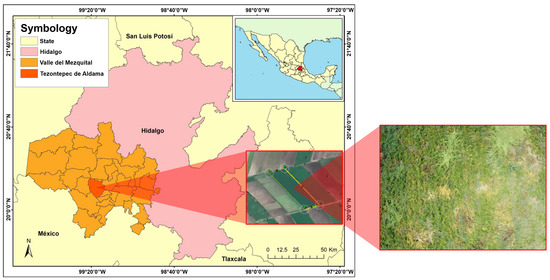 Remote Sensing | Free Full-Text | Cuscuta spp. Segmentation Based on ...