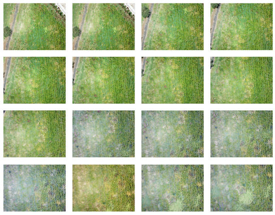 Cuscuta spp. Segmentation Based on Unmanned Aerial Vehicles (UAVs) and ...