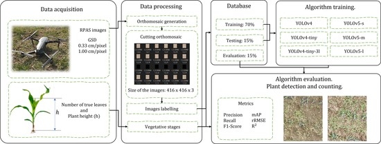 Remote Sensing | Free Full-Text | Detection and Counting of Corn Plants in the Presence of Weeds ...