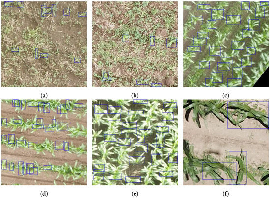 Detection and Counting of Corn Plants in the Presence of Weeds with ...