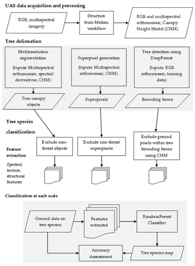 Tree Detection and Species Classification in a Mixed Species Forest ...