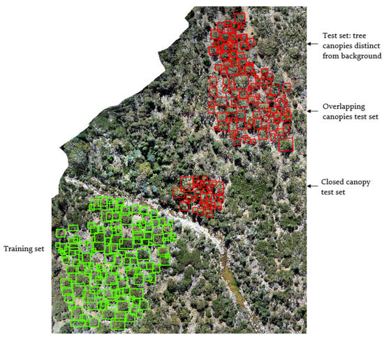 Tree Detection and Species Classification in a Mixed Species Forest ...