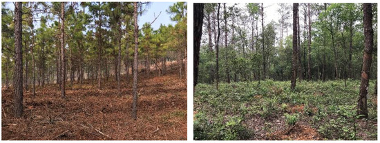 Logging Pattern Detection by Multispectral Remote Sensing Imagery in ...