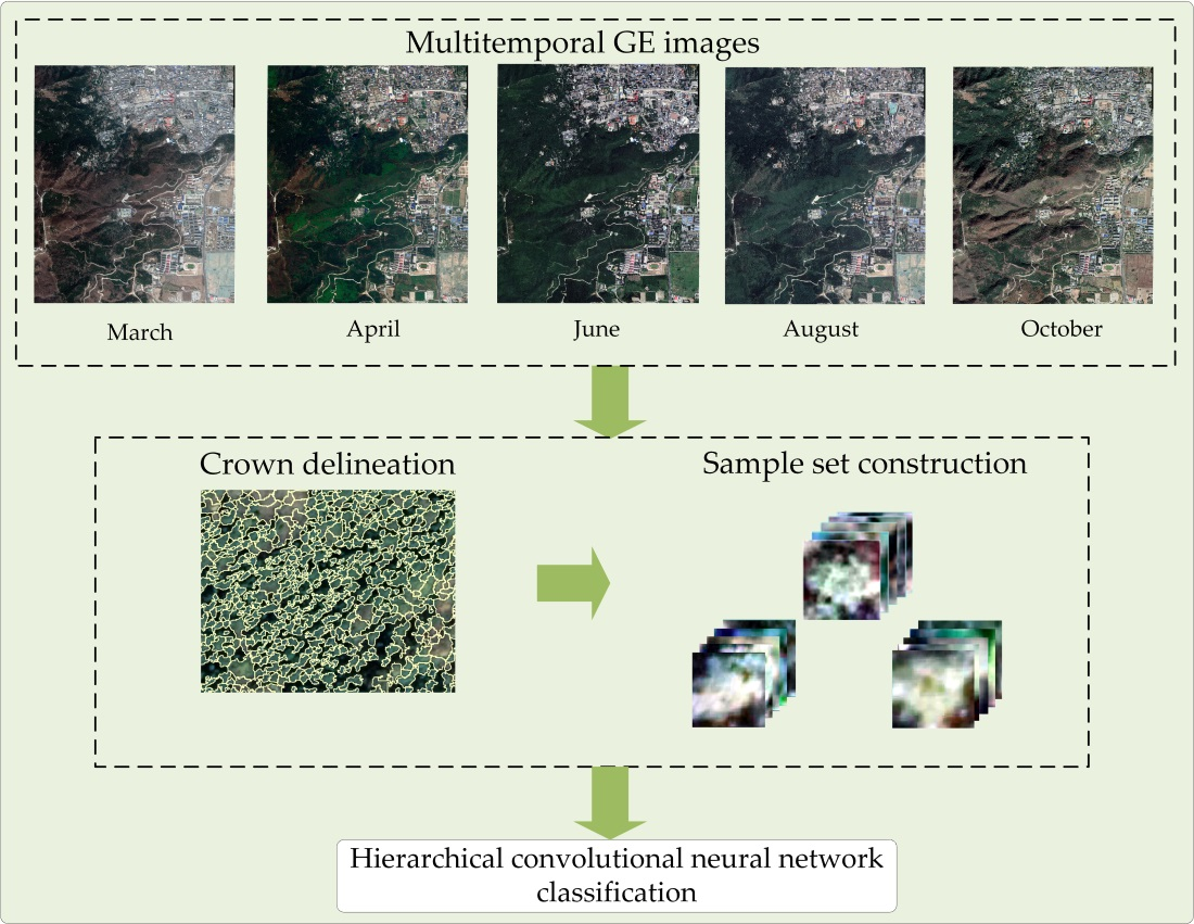 Remote Sensing | Free Full-Text | Individual Tree Species Classification Based on a Hierarchical ...
