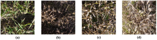 Detecting Wheat Heads From Uav Low Altitude Remote Sensing Images Using Deep Learning Based On