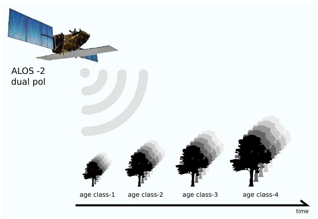 Remote Sensing | Free Full-Text | Potential of ALOS2 Polarimetric Imagery to Support Management ...