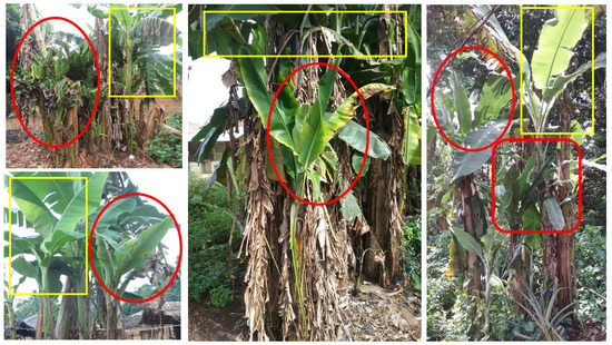 Banana Mapping in Heterogenous Smallholder Farming Systems Using High ...