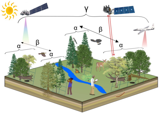 Forest Biodiversity Monitoring Based on Remotely Sensed Spectral ...