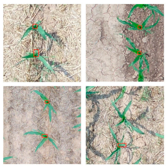 Detection And Counting Of Maize Leaves Based On Two Stage Deep Learning With Uav Based Rgb Image