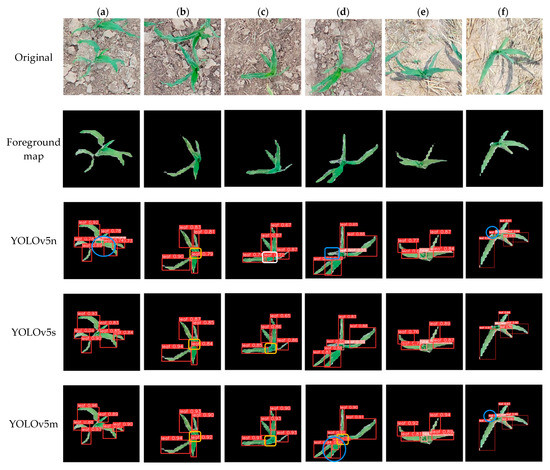 Detection and Counting of Maize Leaves Based on Two-Stage Deep Learning with UAV-Based RGB Image