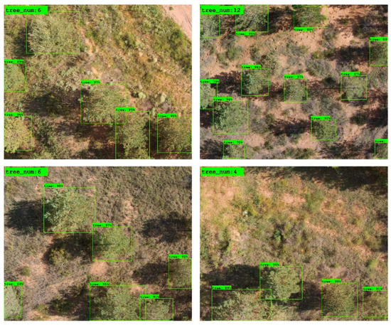 Individual Tree Detection in Coal Mine Afforestation Area Based on Improved Faster RCNN in UAV ...