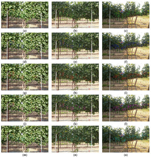 Remote Sensing | Free Full-Text | Swin-Transformer-YOLOv5 for Real-Time Wine Grape Bunch Detection