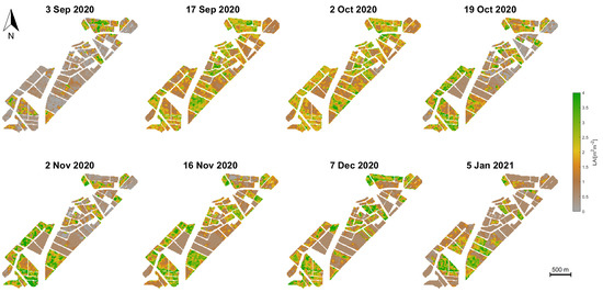 Quantifying Irrigated Winter Wheat LAI in Argentina Using Multiple ...