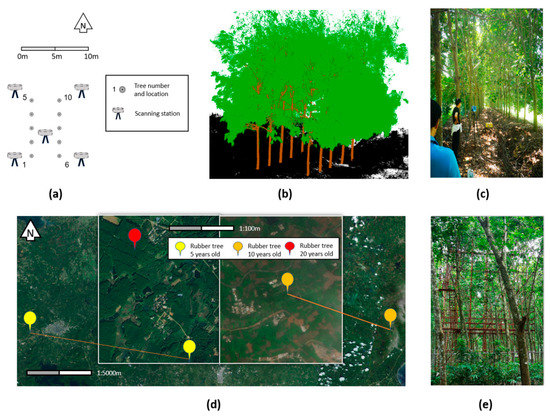 Remote Sensing | Free Full-Text | Integrating Real Tree Skeleton ...